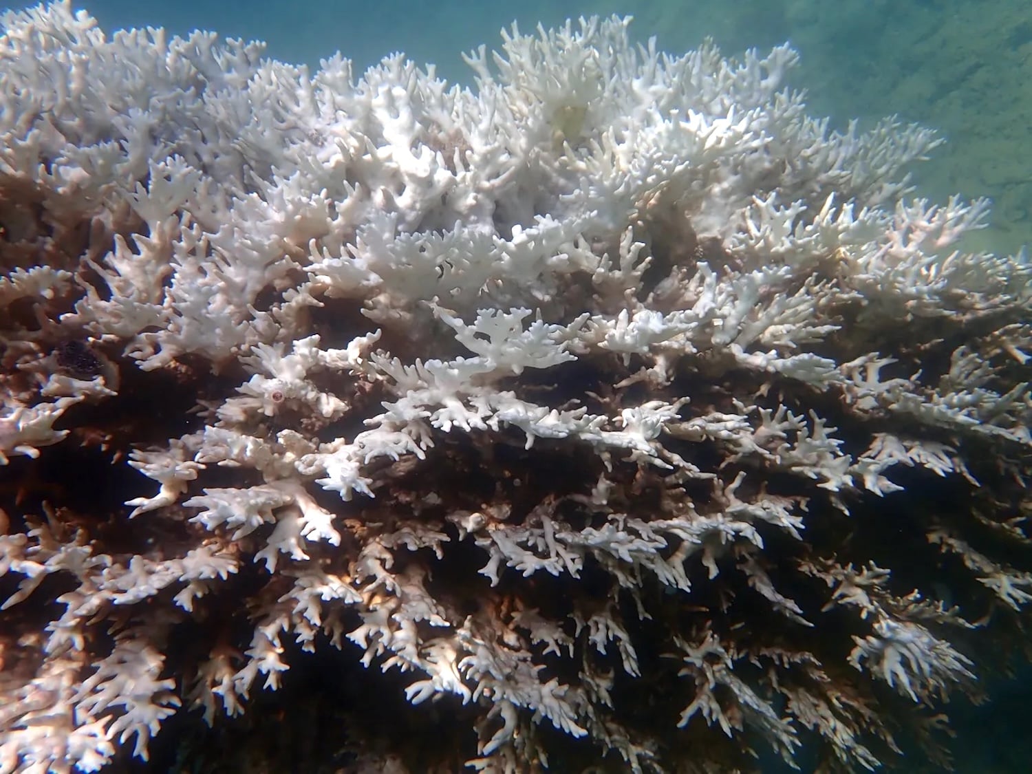 New Method Predicts Coral Bleaching Five To Six Months In Advance