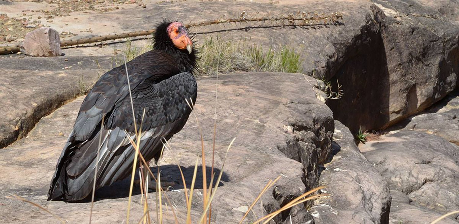 Avian Influenza Confirmed As Cause Of Three Condor Mortalities In Arizona