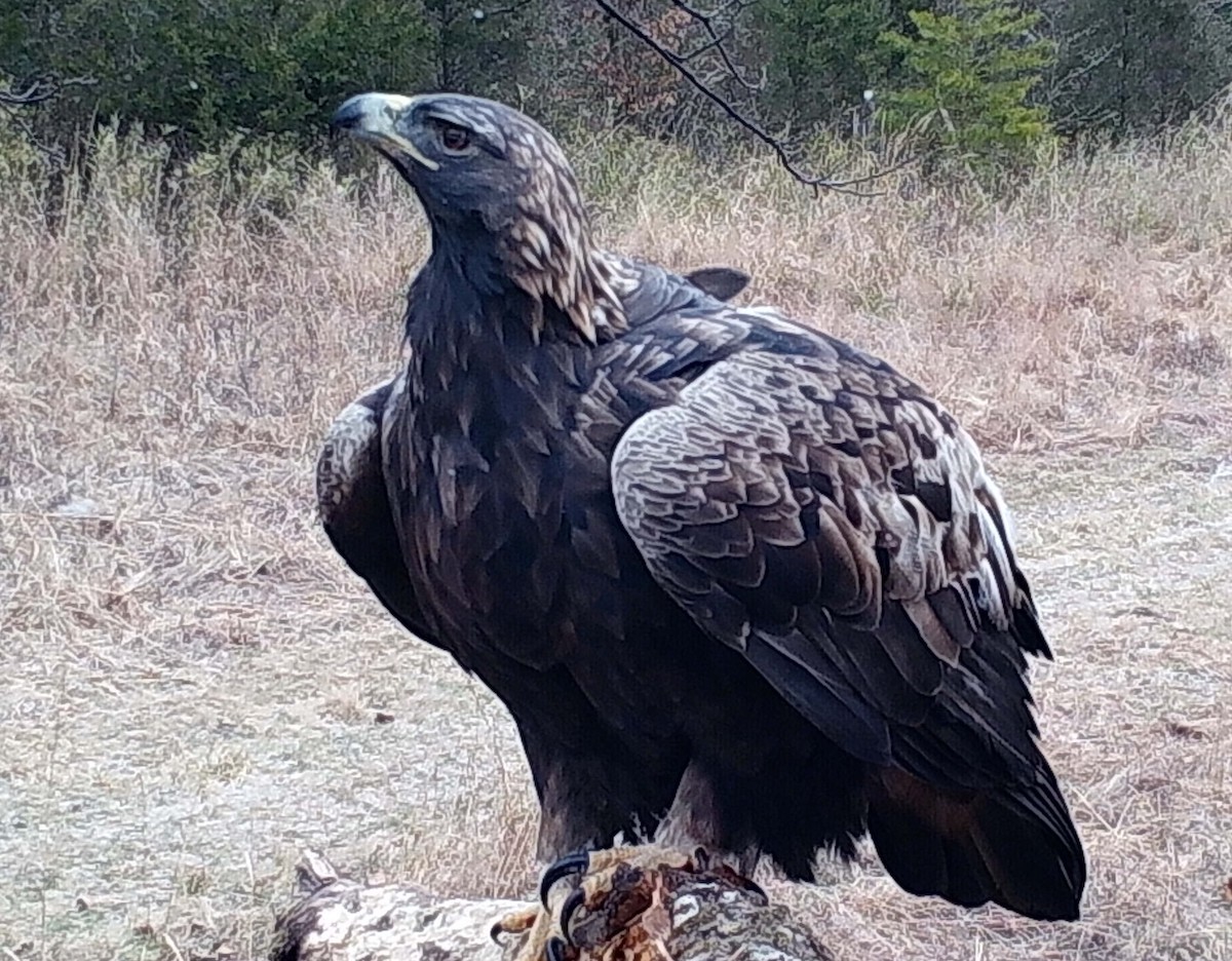 New Project Will Study Golden Eagles On Both Sides Of Border