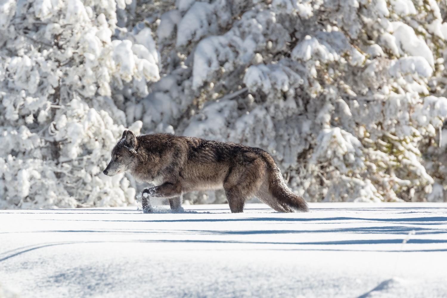 Annual Gray Wolf Counts Find Increased Numbers In Oregon and Washington