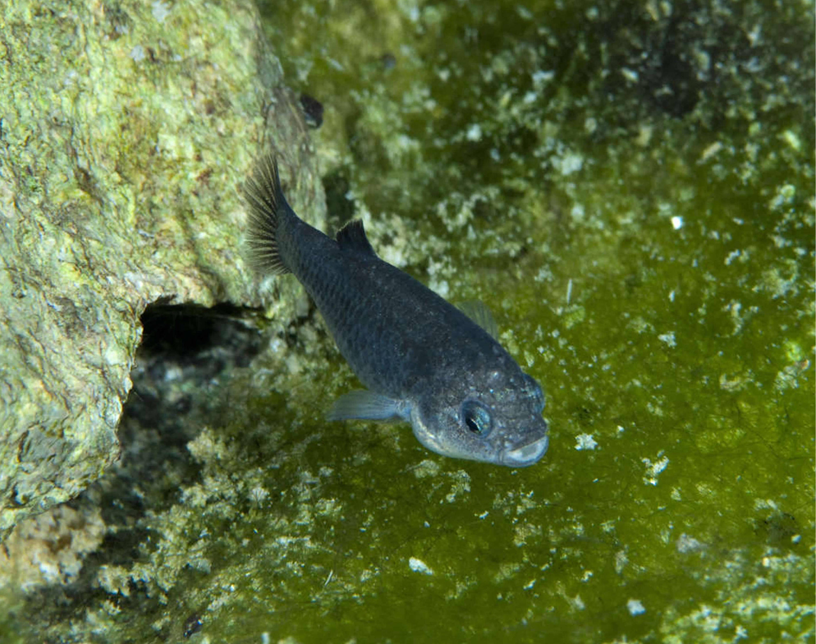 Cyprinodon diabolis | National Parks Traveler