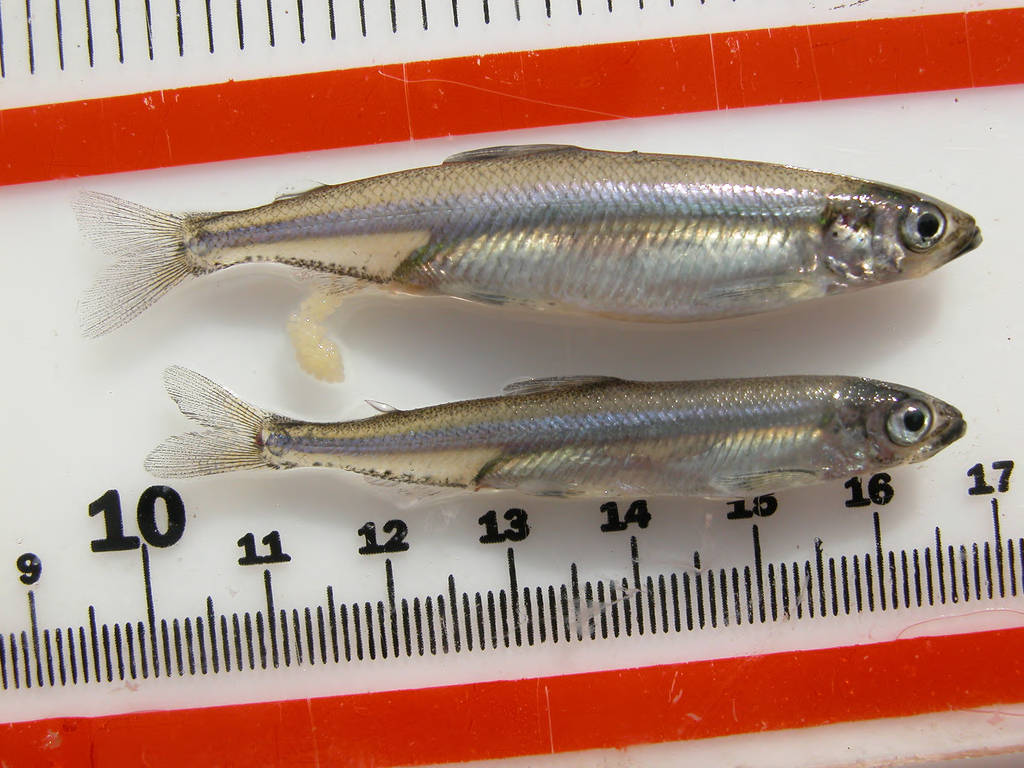 Hypomesus transpacificus | National Parks Traveler