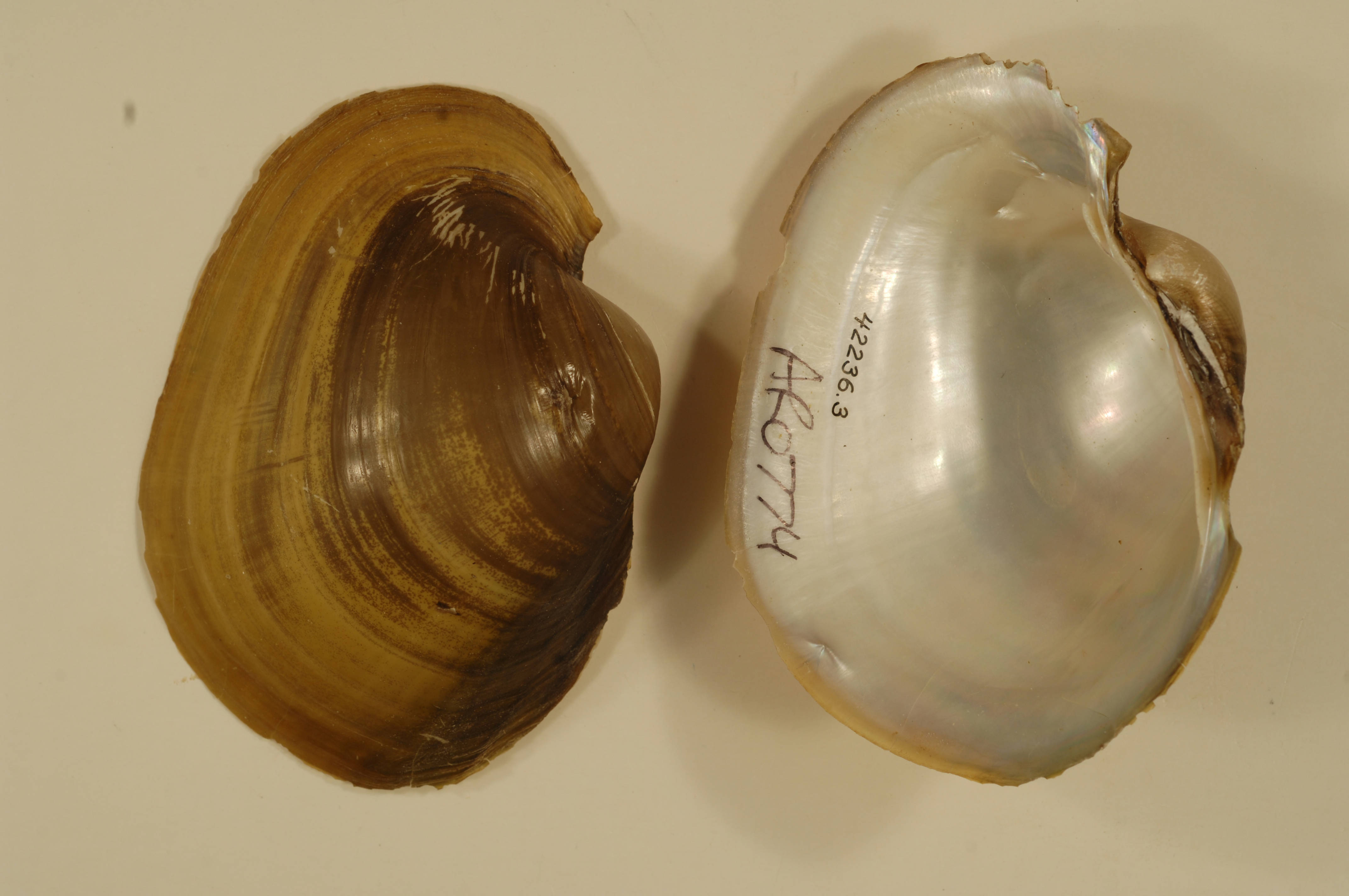 Potamilus capax | National Parks Traveler