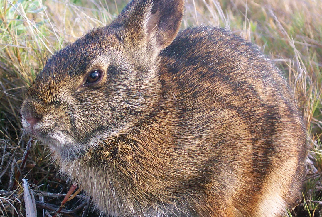 Sylvilagus palustris hefneri | National Parks Traveler