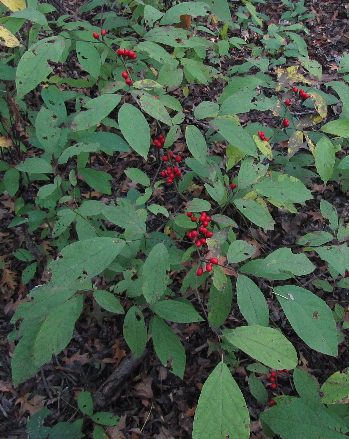 Lindera melissifolia | National Parks Traveler