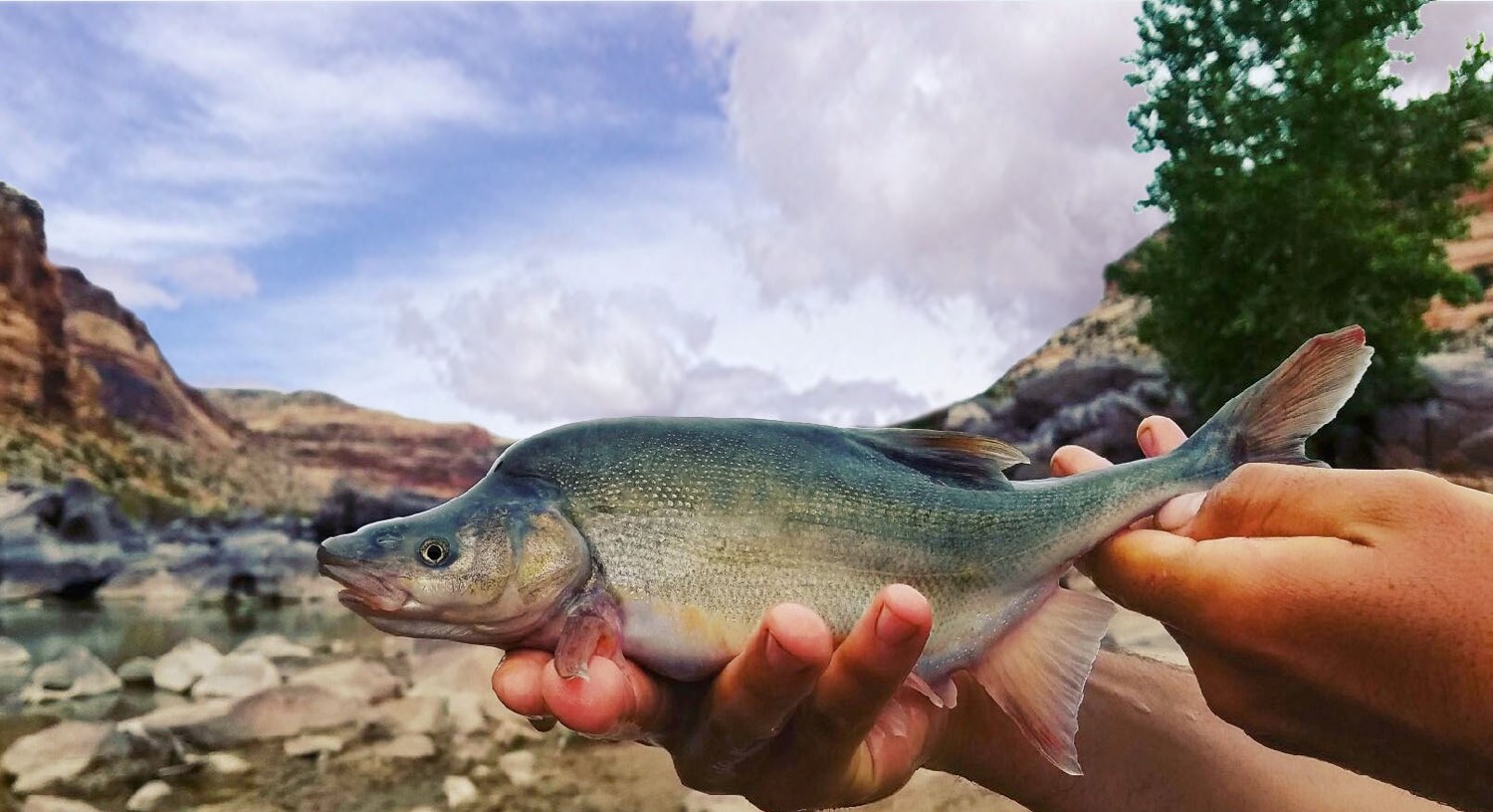 Gila cypha | National Parks Traveler