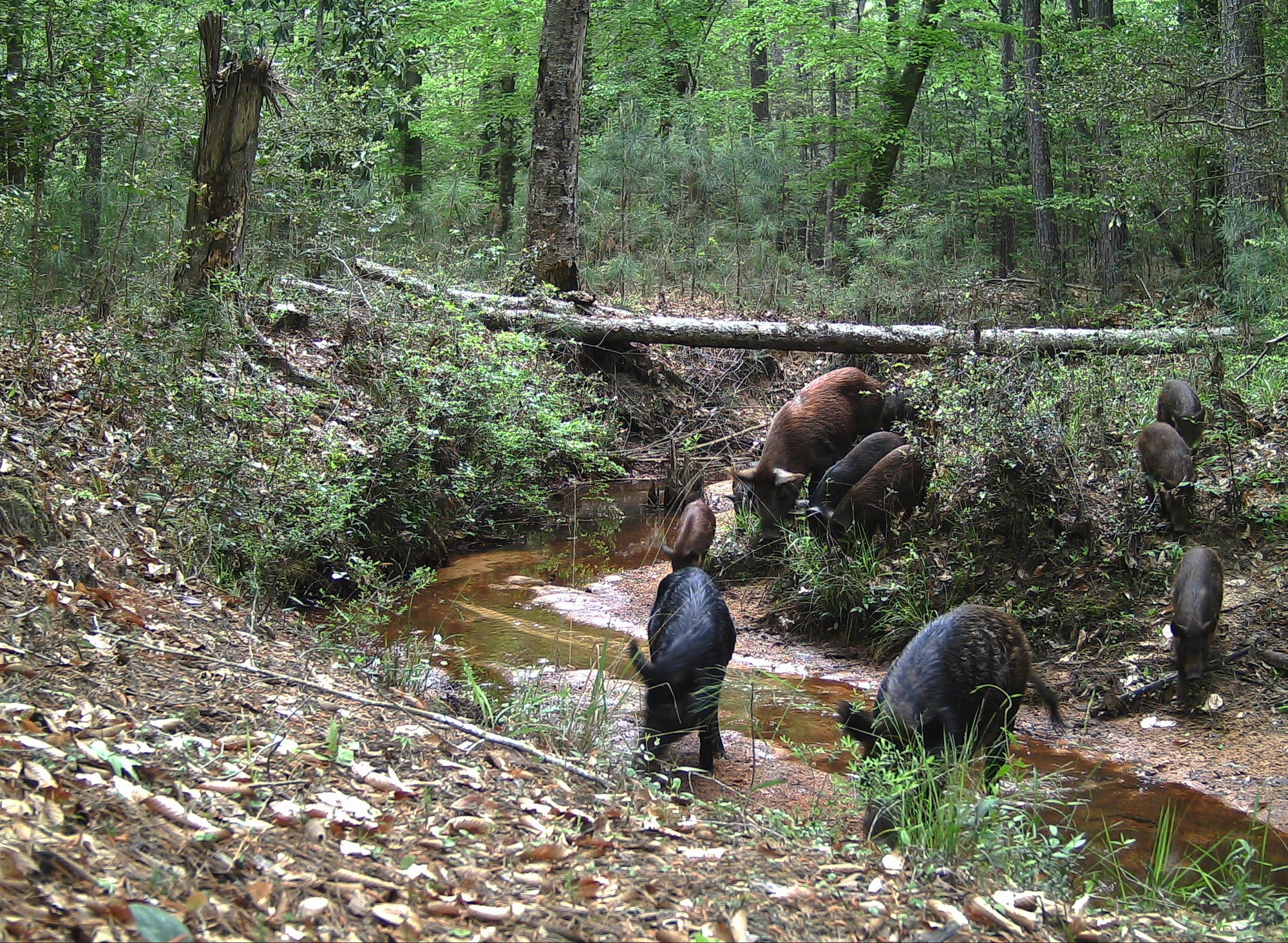 New Framework Will Help Park Service Manage Feral Hog Populations