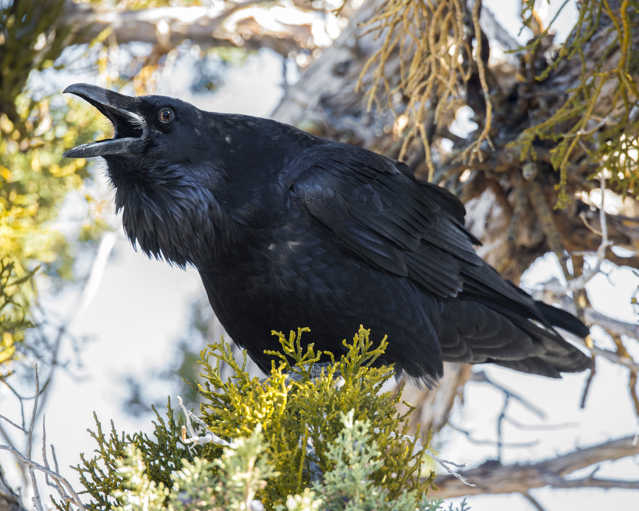 Taking Flight In Winter: Christmas Bird Count In The Smokies