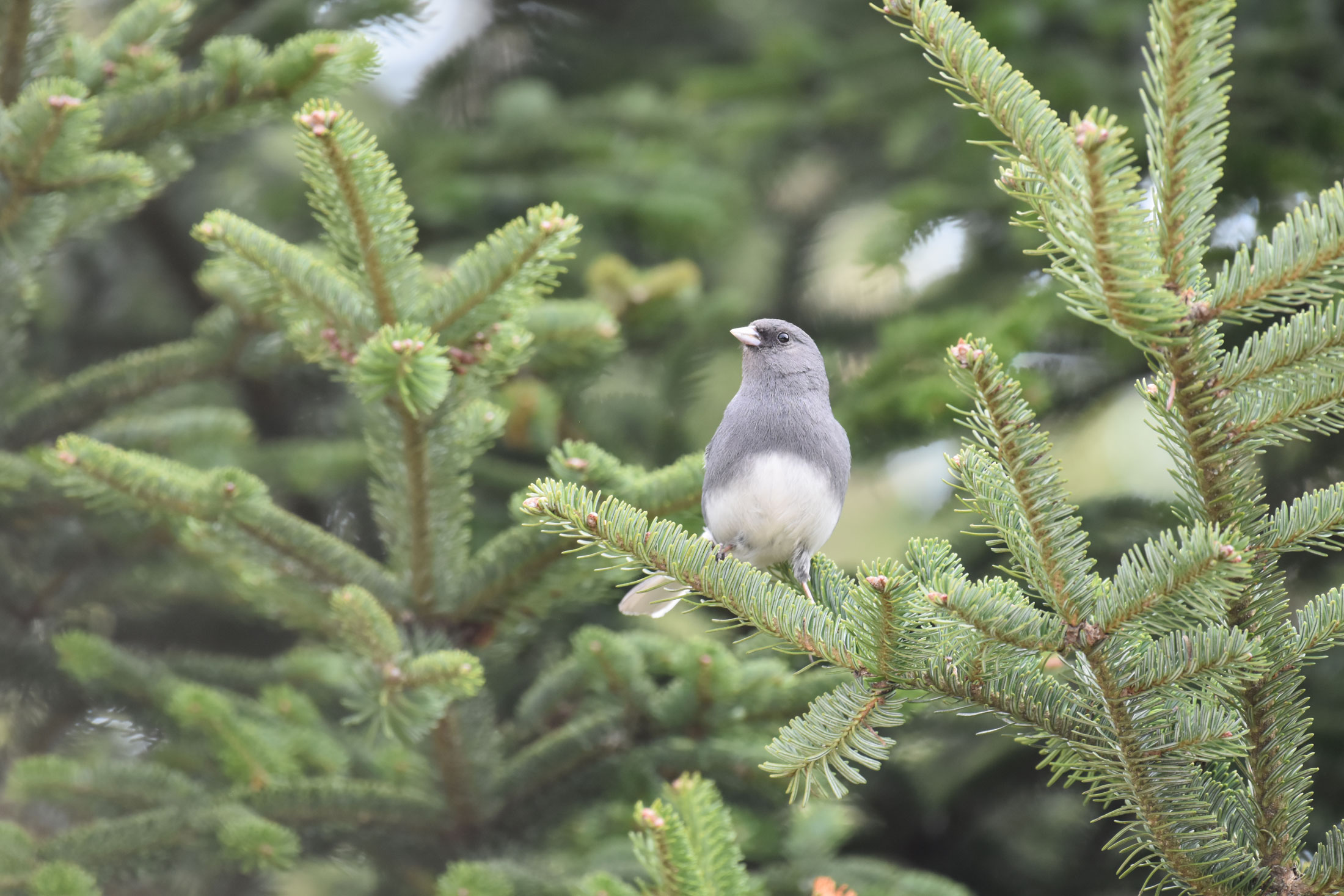 Taking Flight In Winter: Christmas Bird Count In The Smokies