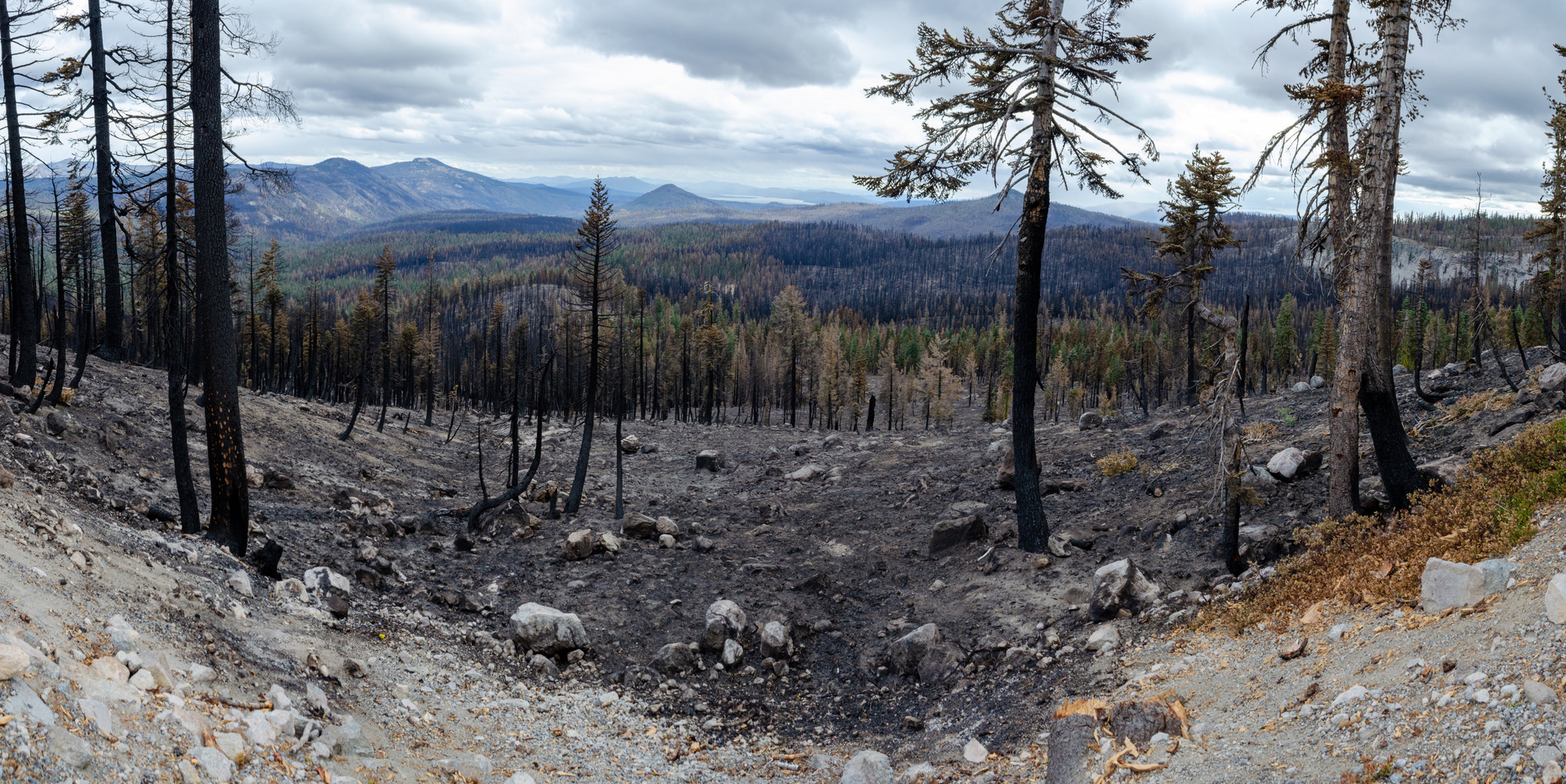 Study Finds Forest Regeneration In Lassen Volcanic National Park After ...