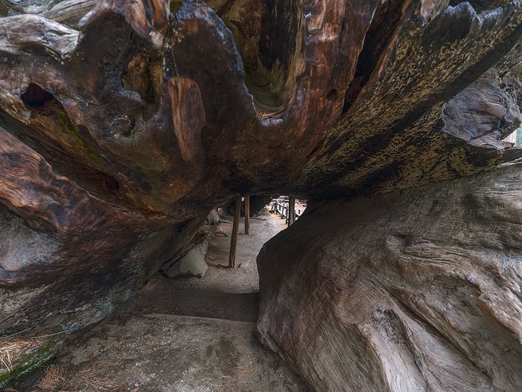 Trails I’ve Hiked: General Grant Tree Trail