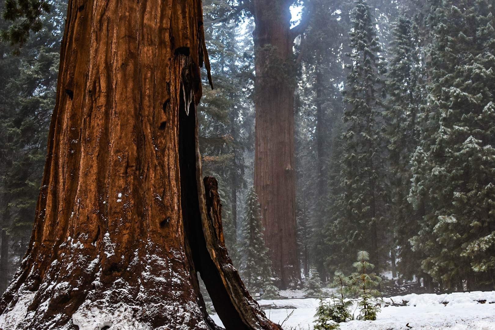 Winter Storm May Cause Road Closures In Sequoia And Kings Canyon ...