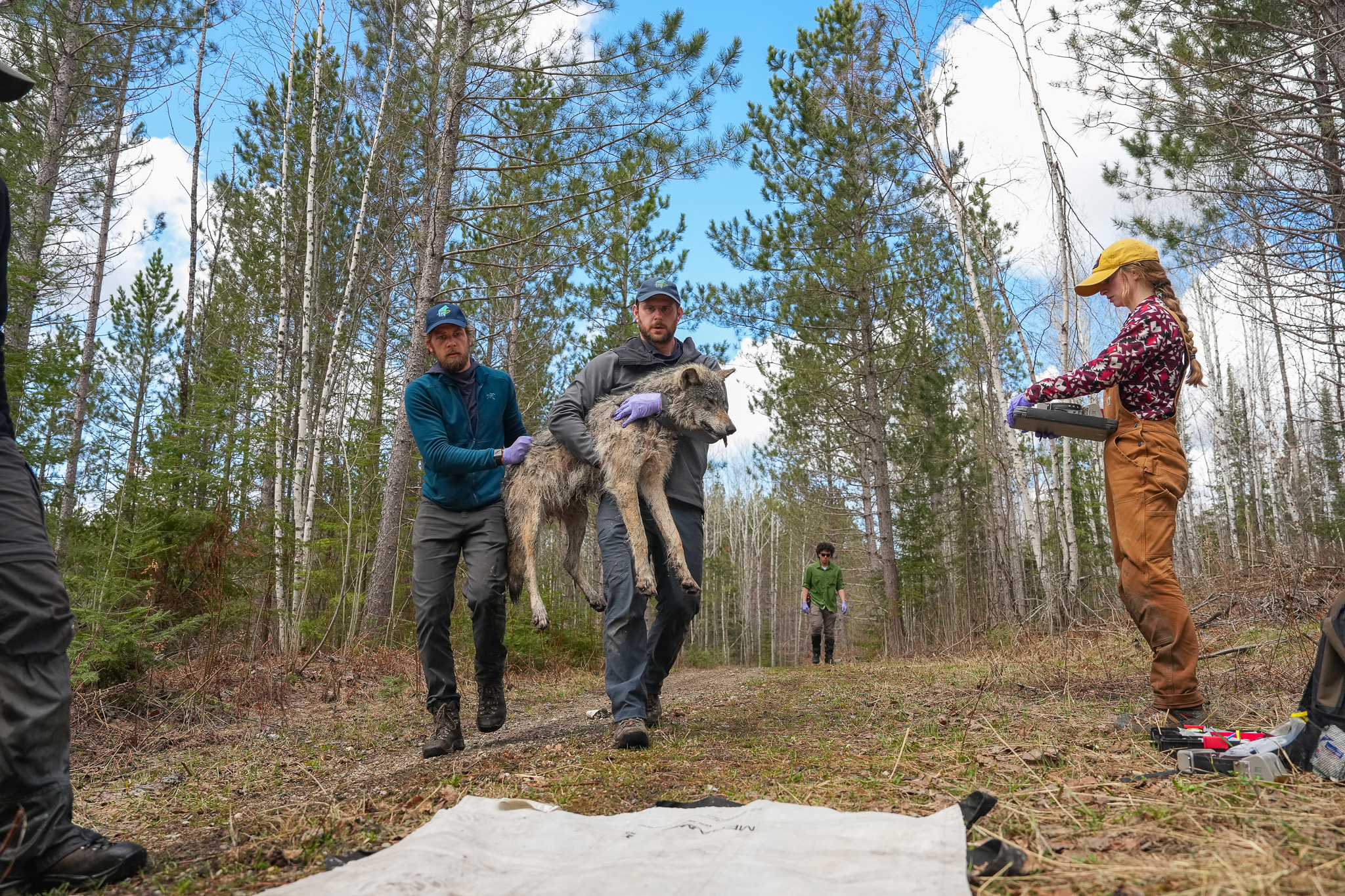 Wolf Population In Greater Voyageurs Ecosystem Is Decreasing, Says Report