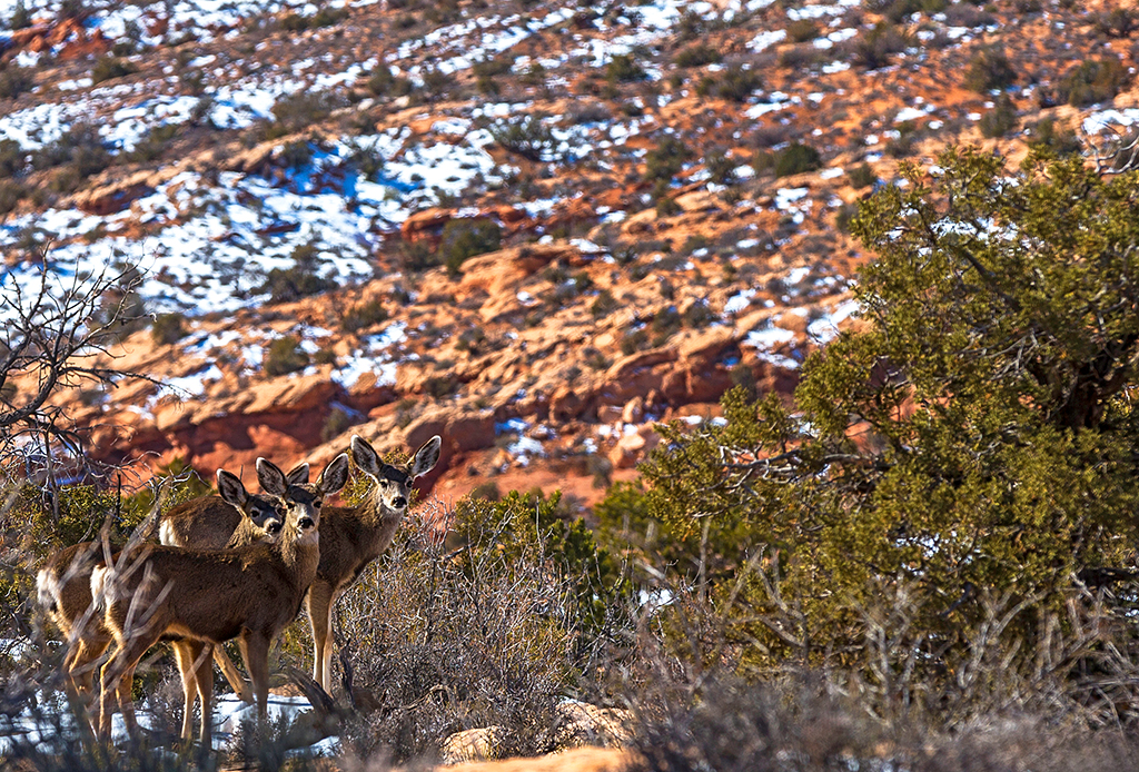 Wildlife in Arches | National Parks Traveler