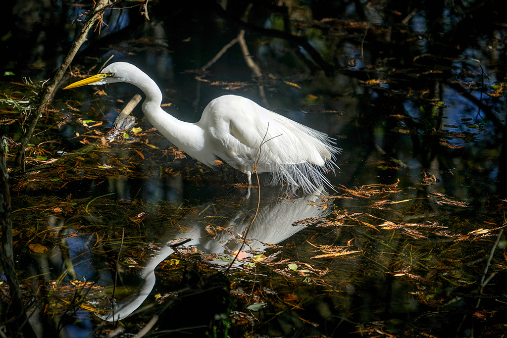 Big Cypress Wildlife
