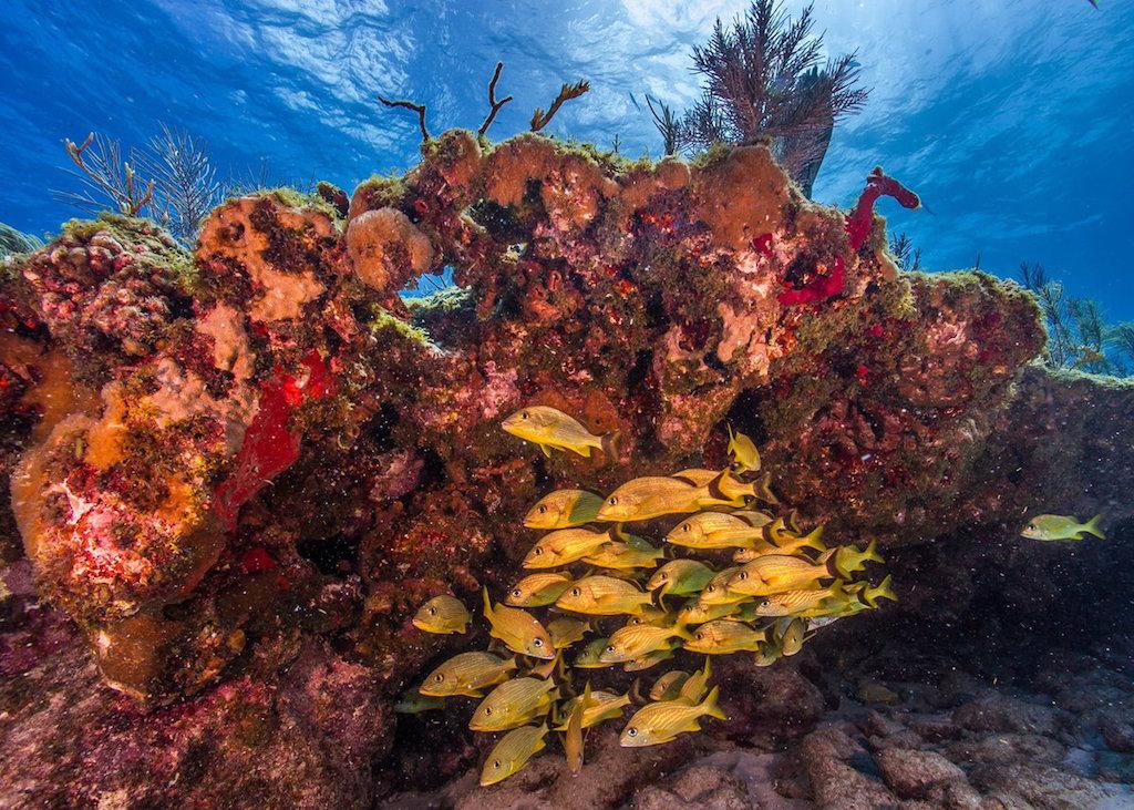 NPCA Sues National Park Service Over Failure To Protect Biscayne Reef