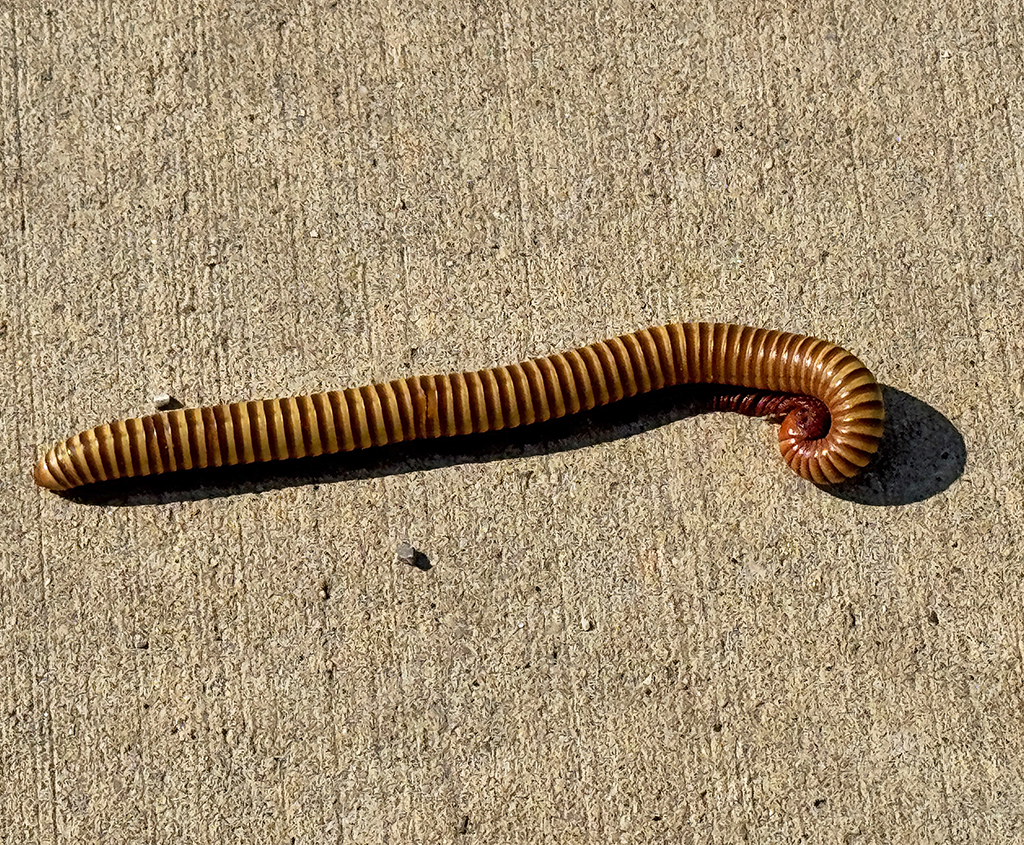 Wildlife At Carlsbad Caverns