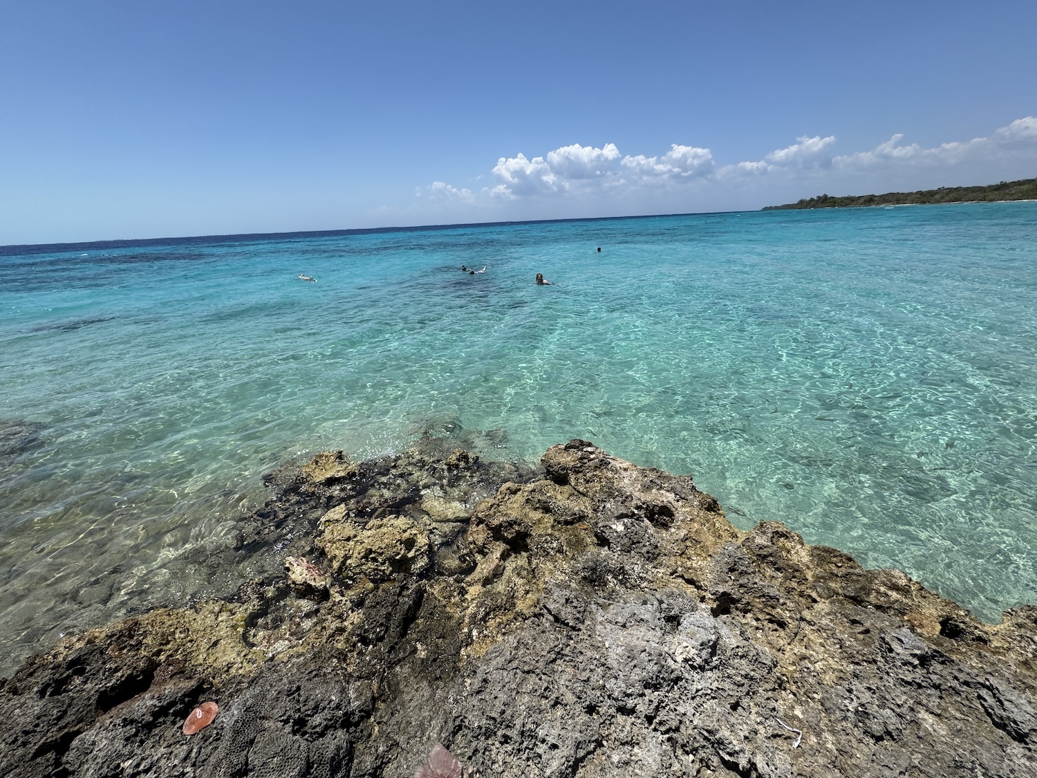 In Cuba, A National Park Breeds Crocodiles