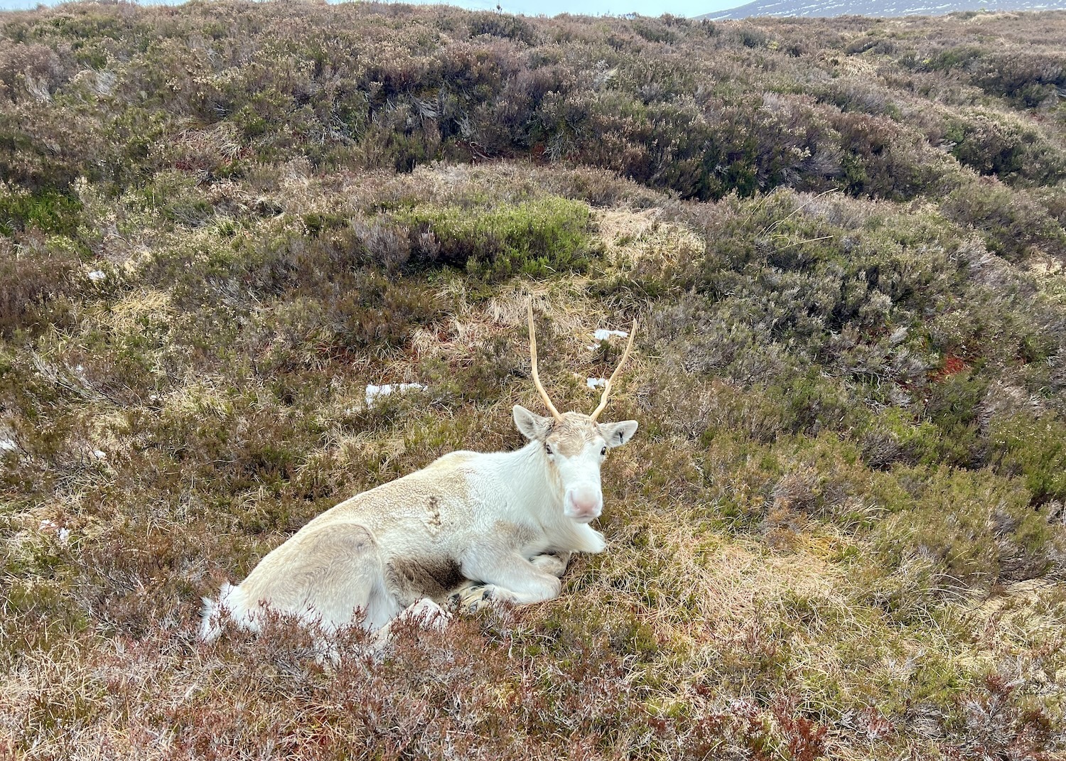 In Scotland, A Free-Ranging Reindeer Herd Calls Cairngorms National ...