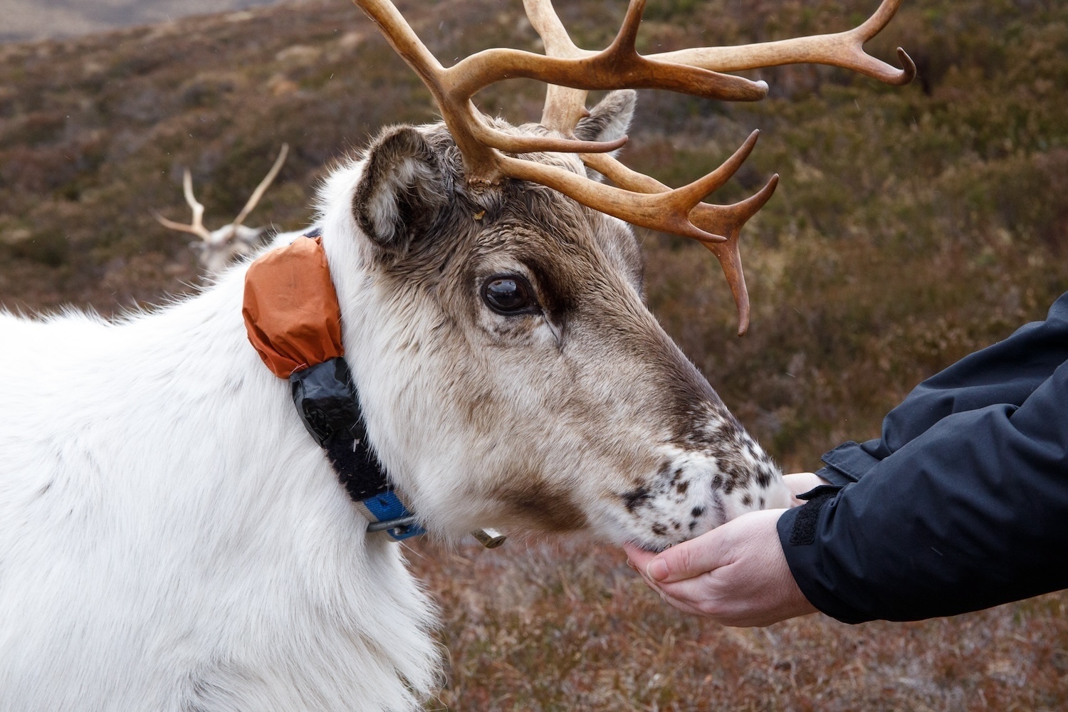 In Scotland, A Free-Ranging Reindeer Herd Calls Cairngorms National ...