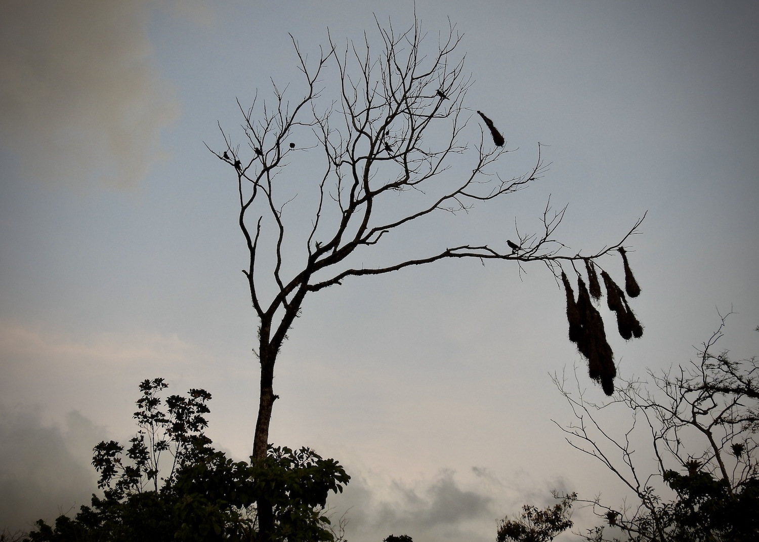 Birding And Other Adventures In Costa Rica