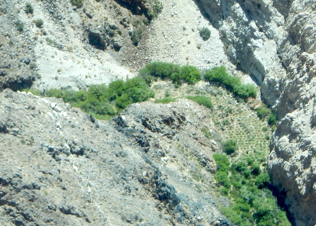 40-Acre Pot Farm Discovered In Death Valley National Park