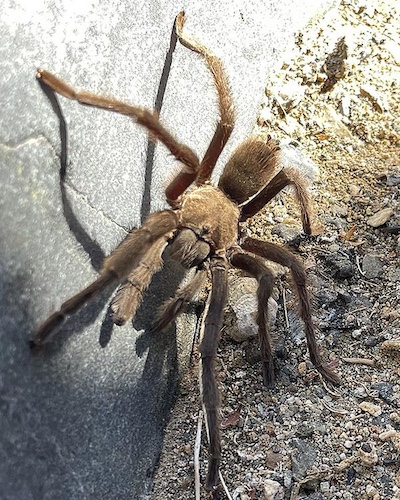Tarantula Causes Traffic Collision In Death Valley National Park