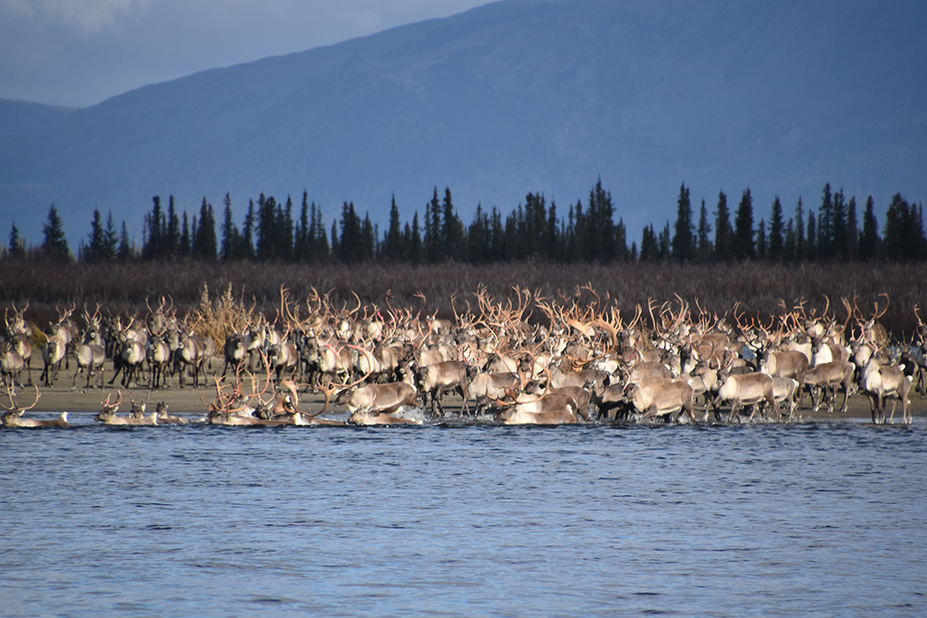 Trump Approves Industrial Road To Cut Through Gates Of The Arctic ...