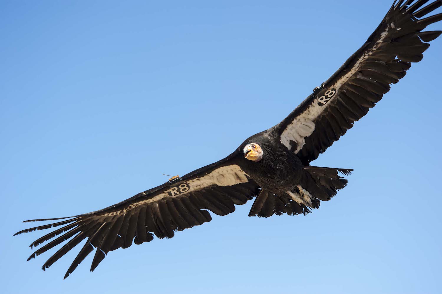 Condors Over The Colorado River