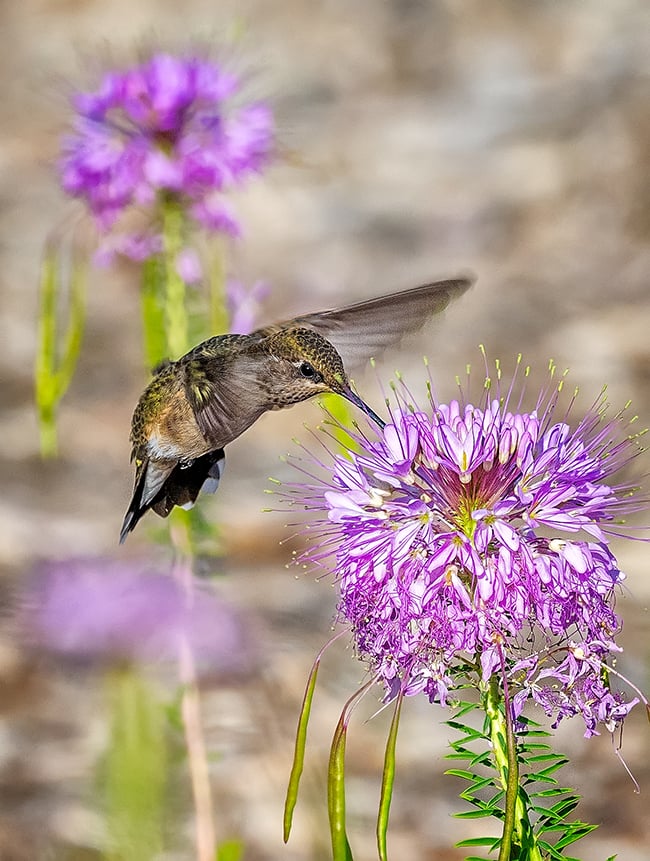 Great Basin Wildlife