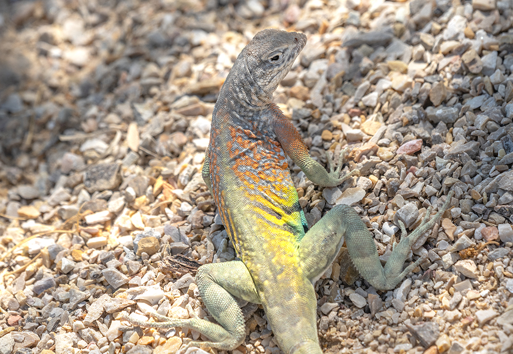 Wildlife At Guadalupe Mountains