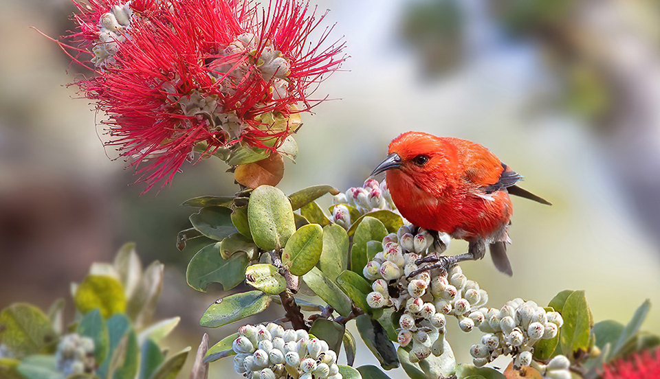 National Parks Quiz And Trivia #36: August Notables