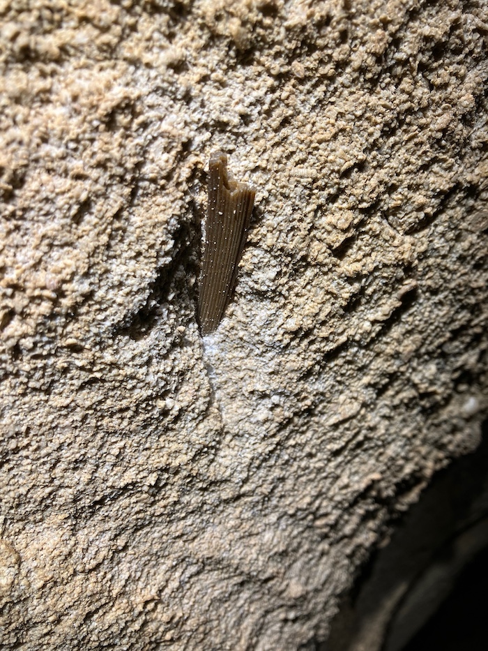 Discovering Mammoth Cave’s Oceanic Past