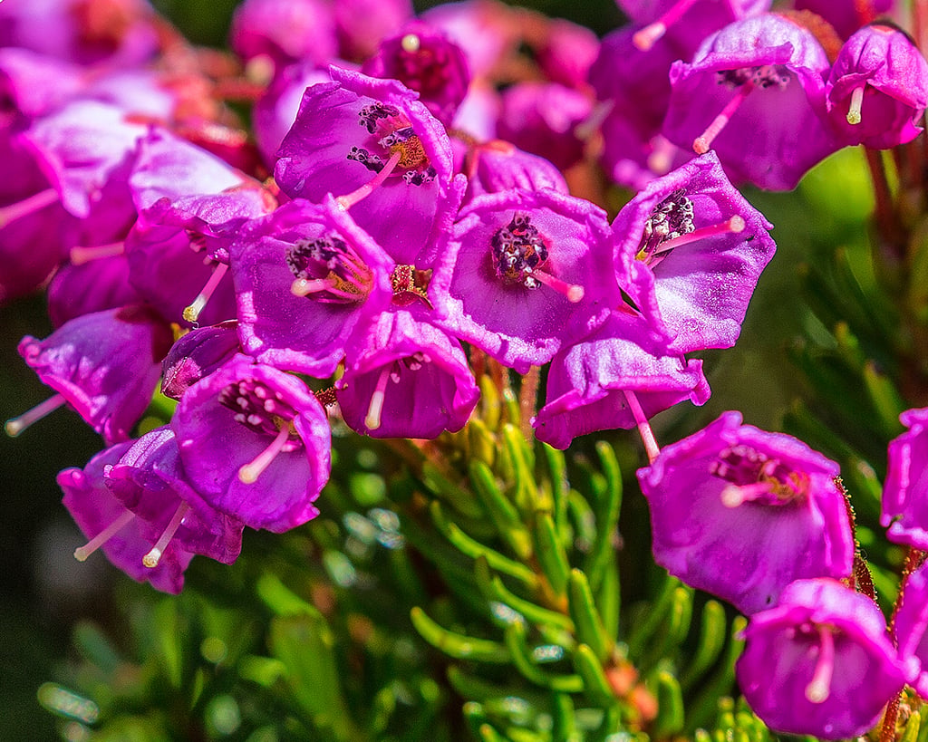 Mount Rainier Wildflowers