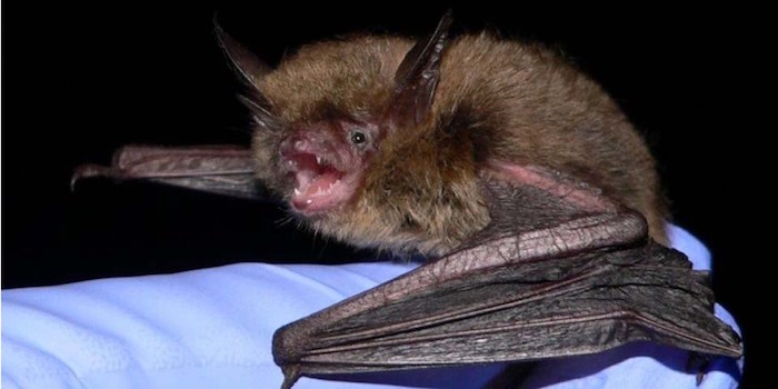 "Bat Watch" Aids Struggling Mammals At Acadia National Park