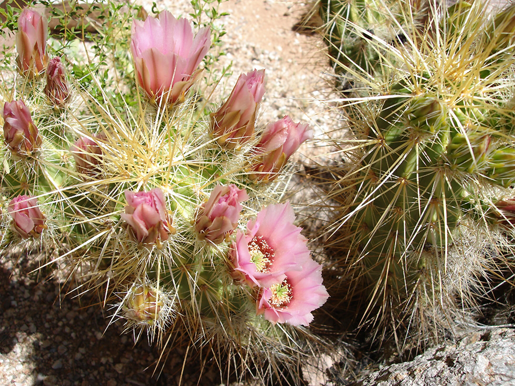 Organ Pipe Cactus National Monument’s Cacti