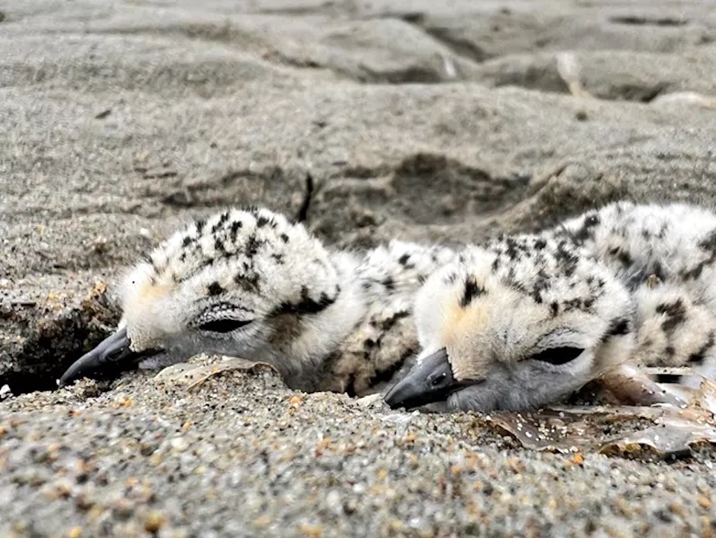 Western Snowy Plover Update From Point Reyes National Seashore
