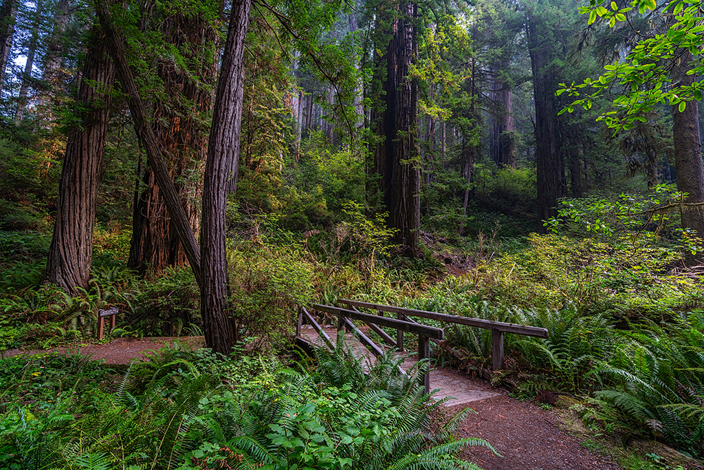 Walking And Hiking In Redwood National And State Parks