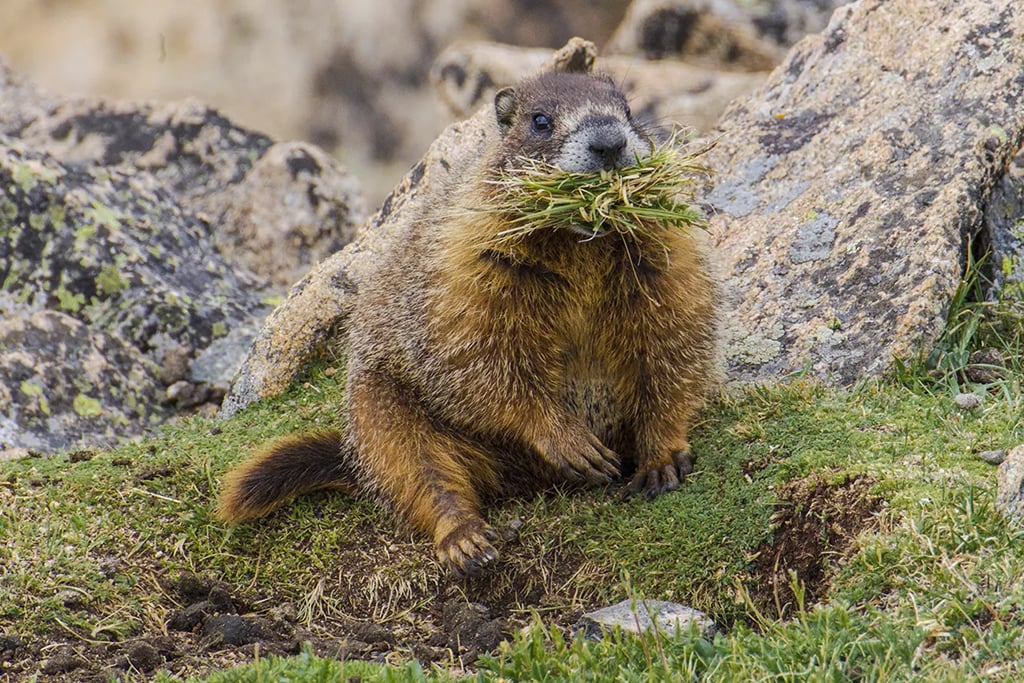 Rocky Mountain National Park Wildlife