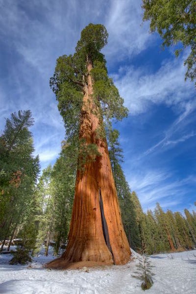 Sequoia National Park