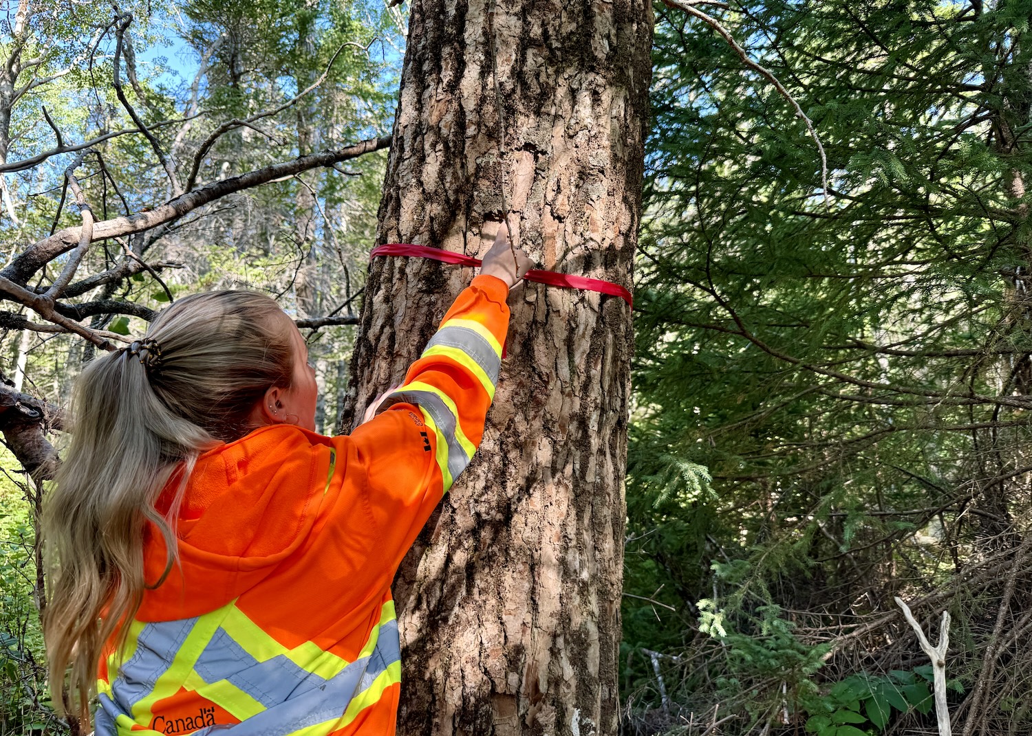 Three Reasons To Protect Trees At Terra Nova National Park