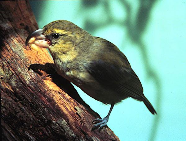 Haleakalā National Park Wants To Save Birds By Thwarting Mosquitoes ...