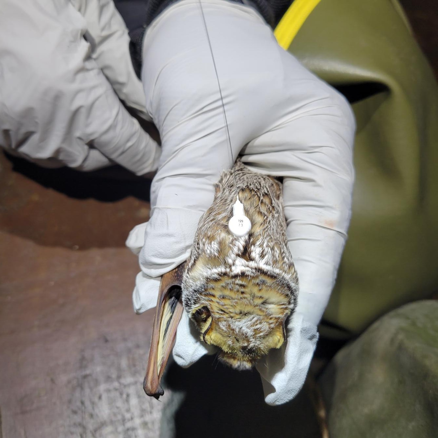 USGS Bat Research In Olympic, Yosemite, And Grand Canyon National Parks