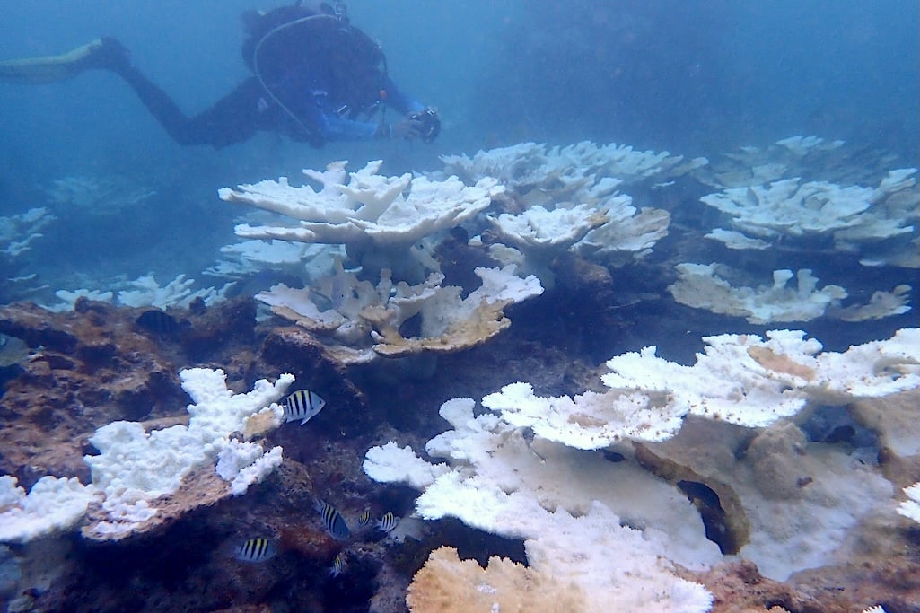 Three Florida Reef Corals "Functionally Extinct" Due To Marine Heat Waves
