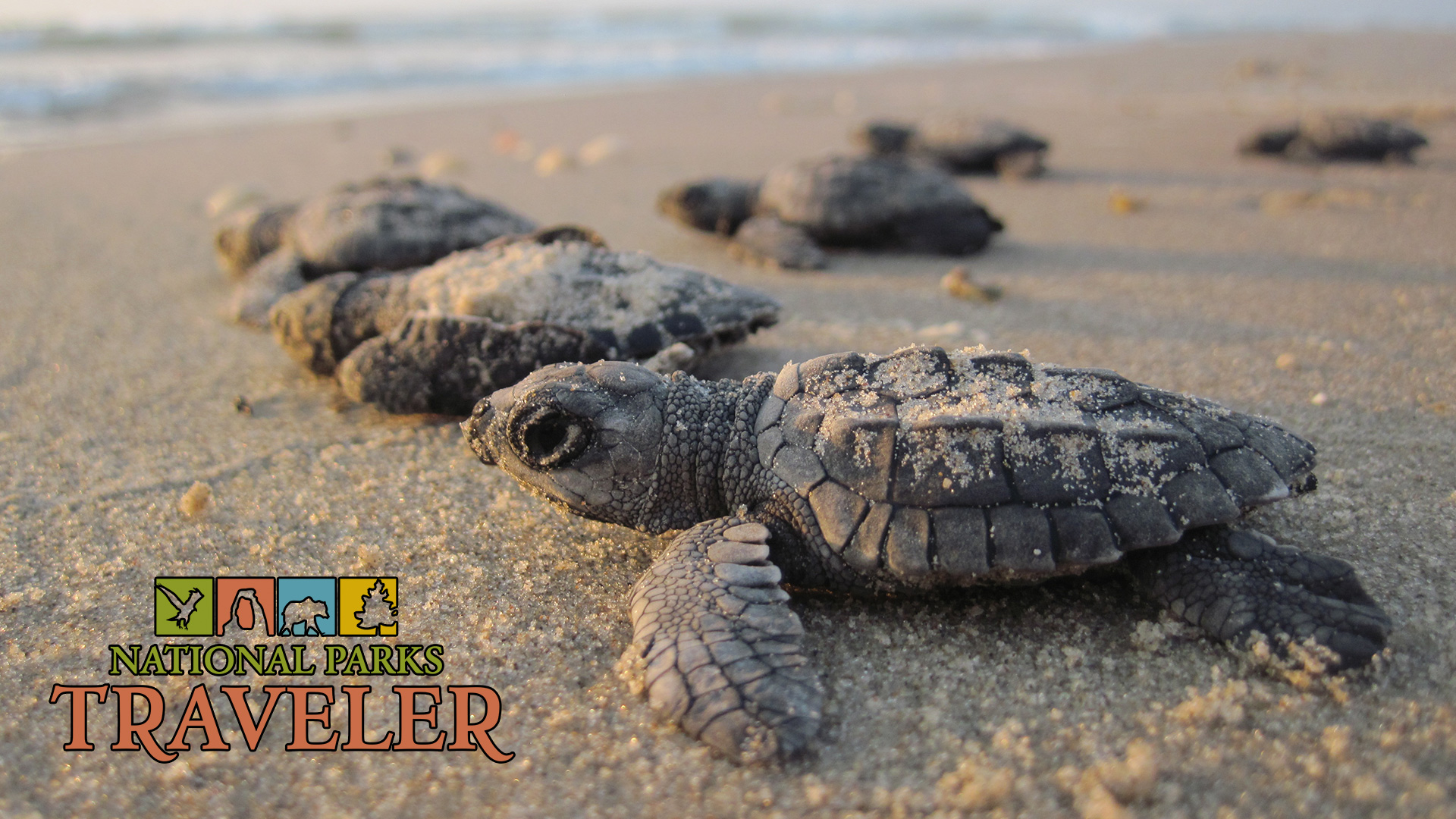 National Parks Traveler Podcast Episode 358 | Kemp's Ridley Sea Turtles