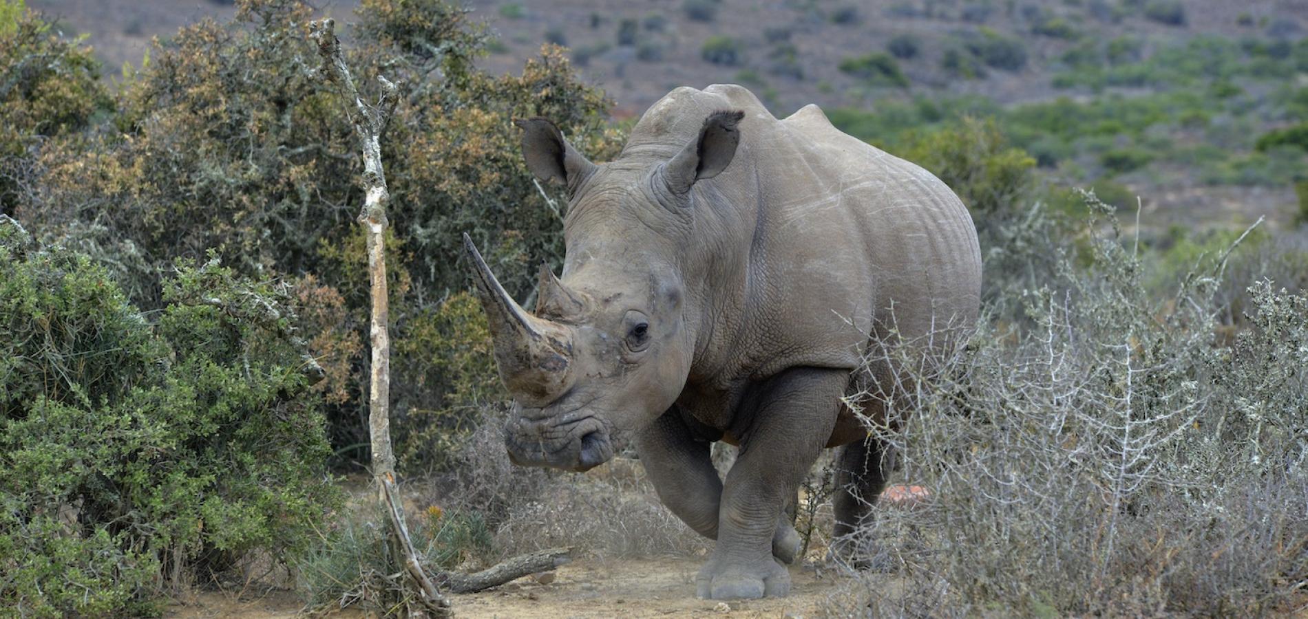 Hluhluwe-iMfolozi Park — White Rhinos And Zulu Heritage