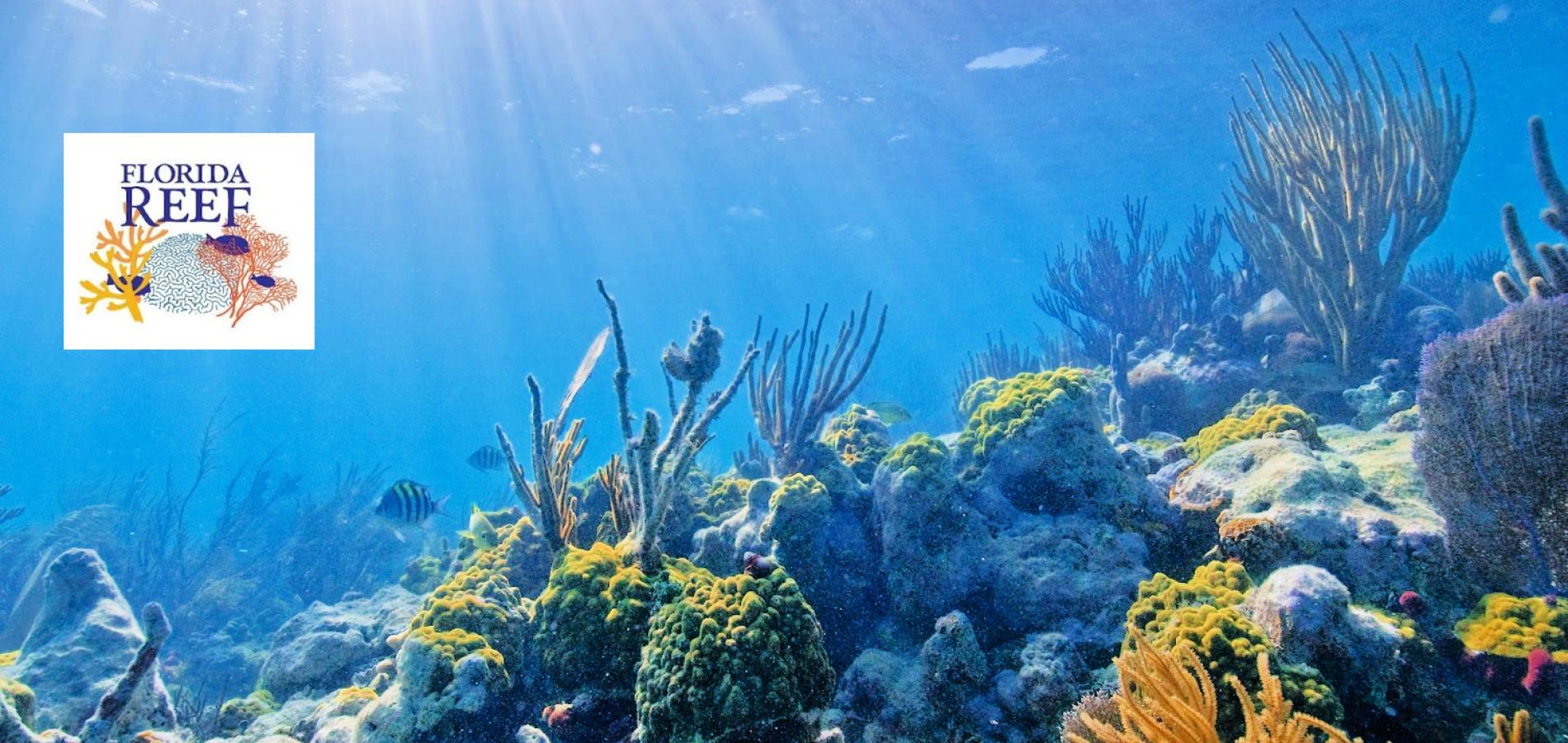 The Politics Of Protecting The Florida Reef