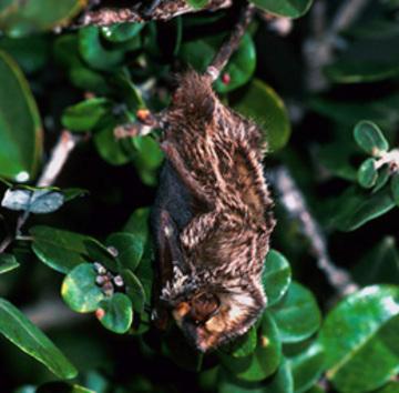 Creature Feature: The Hawaiian Hoary Bat (‘ōpe‘ape‘a) is Hawaii’s Only ...