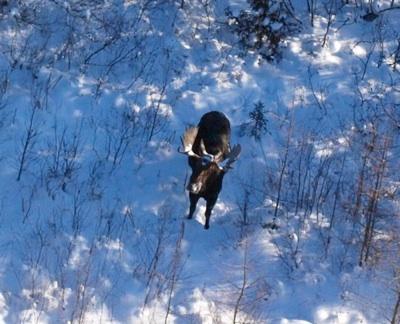 Biologists To Fit Moose, Wolves at Voyageurs National Park With GPS ...