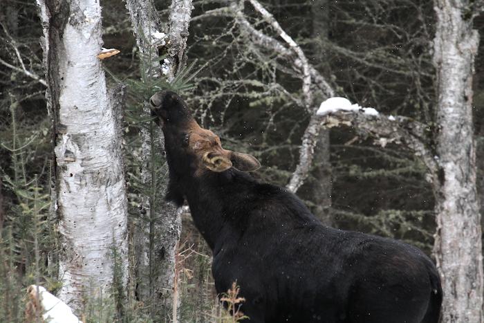 Two Aging Wolves Left At Isle Royale National Park